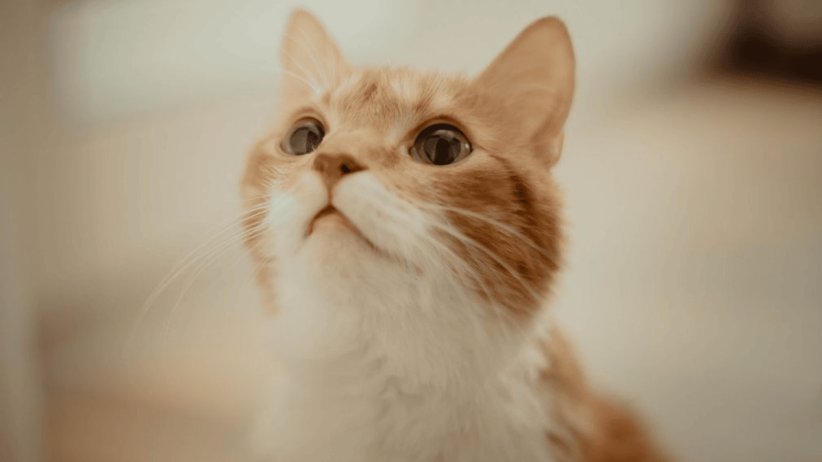 These 9 behaviors reveal that your cat fully trusts you