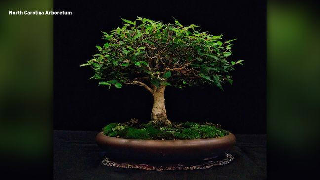 'Bonsai in the Blue Ridge' exhibit brings dozens of displays to North ...