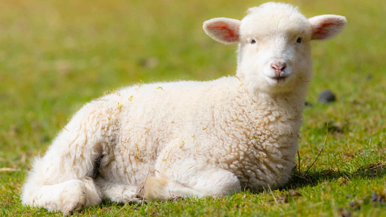 Woman's heartwarming moment snuggling with adorable lambs is too precious