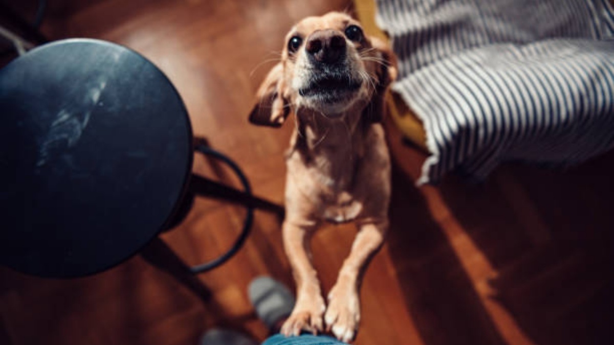 If your dog shows these 10 behaviors, experts say it's worth paying ...