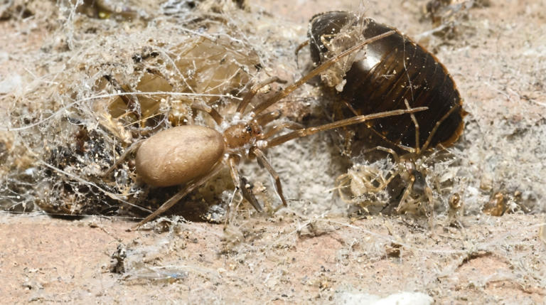 Scientists named a new spider after Pink Floyd and the reason is ...