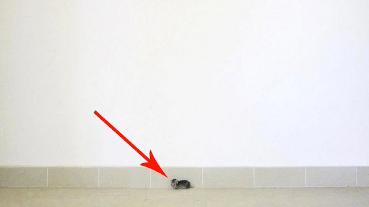 What this couple found outside their door is unbelievable. The end ...