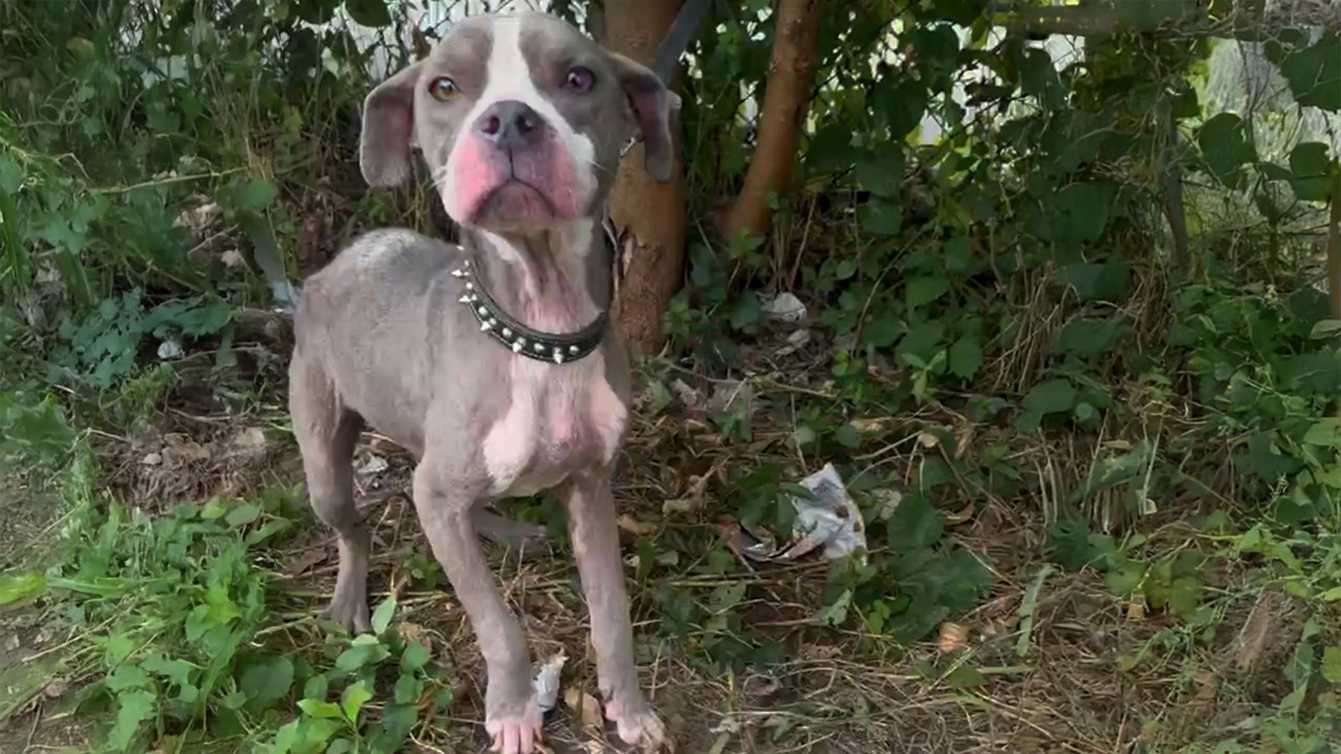 Skinny pittie tied up for three days finds the perfect family