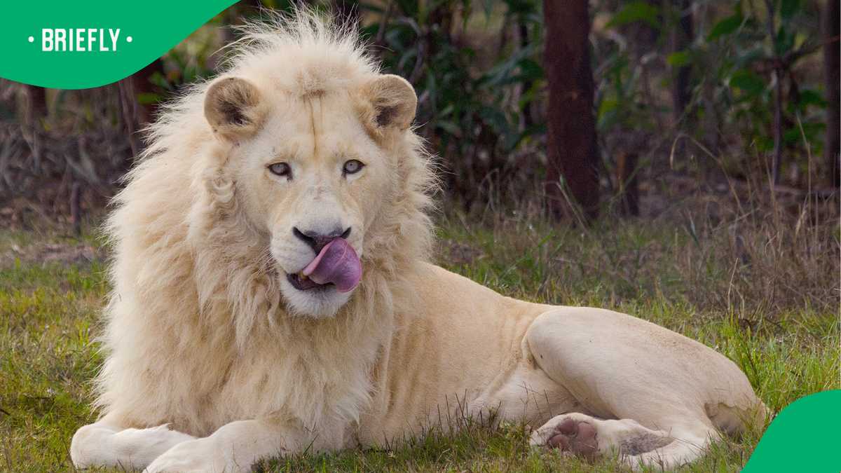 Brutus the lion dies after emotional final roar at Drakenstein Lion Park