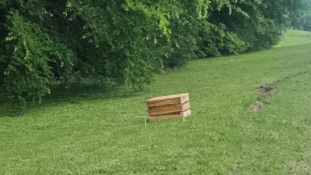 She spotted a tiny kitten, but the real shock was hiding under a wooden ...