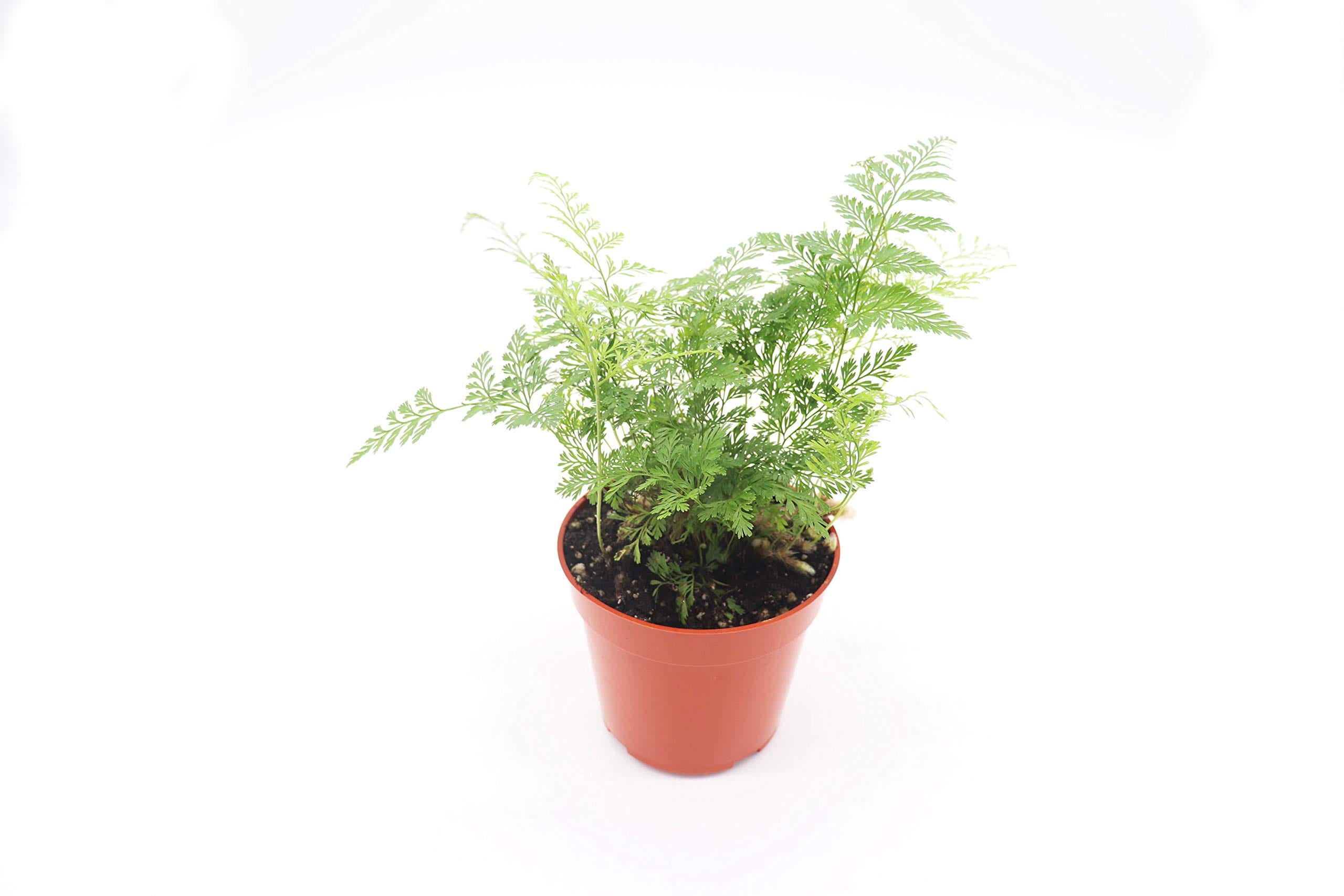 These 30+ plants may be the only living things that actually love humidity