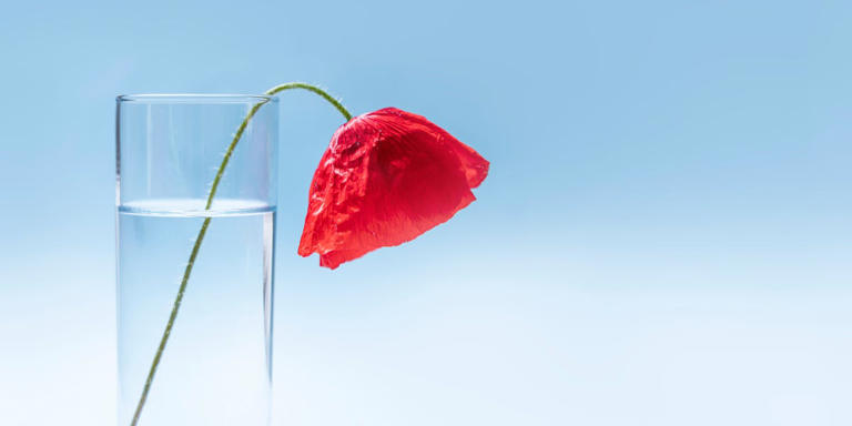 The hormone therapy myths that won't die—and how women are paying the price