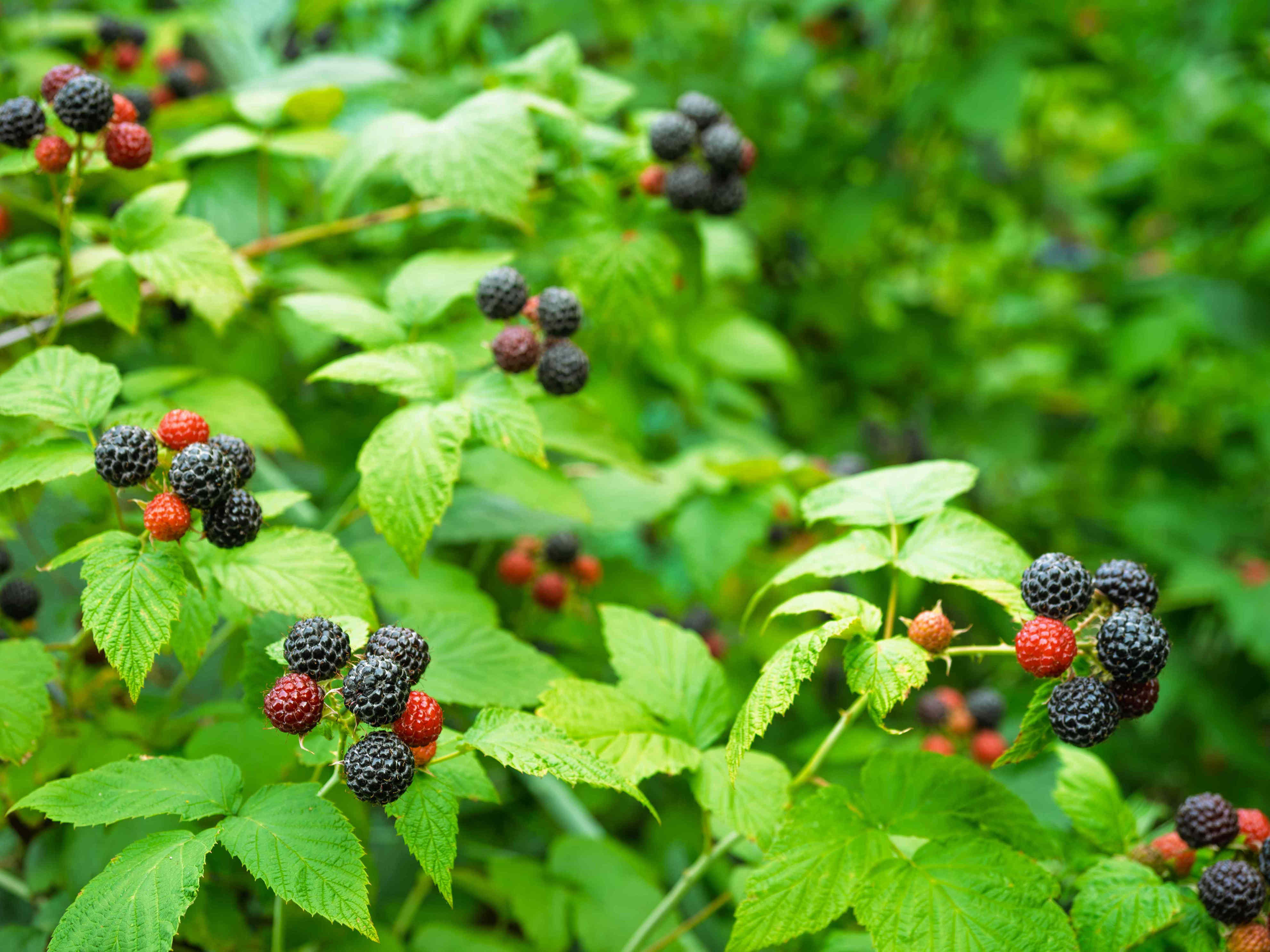 These 2 popular berries should never be planted together—here's why