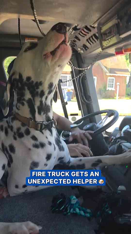 Firehouse dog helps clear traffic from inside fire truck