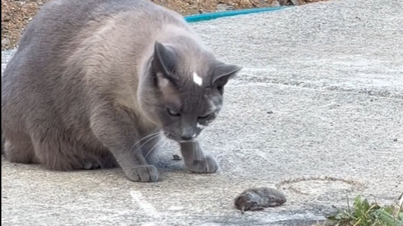 Cat plays with a mouse after catching it