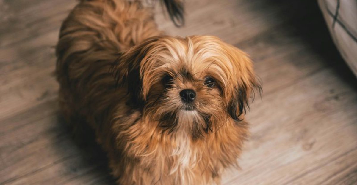 11 dogs that quietly wait the longest in shelters plus 4 more breeds ...
