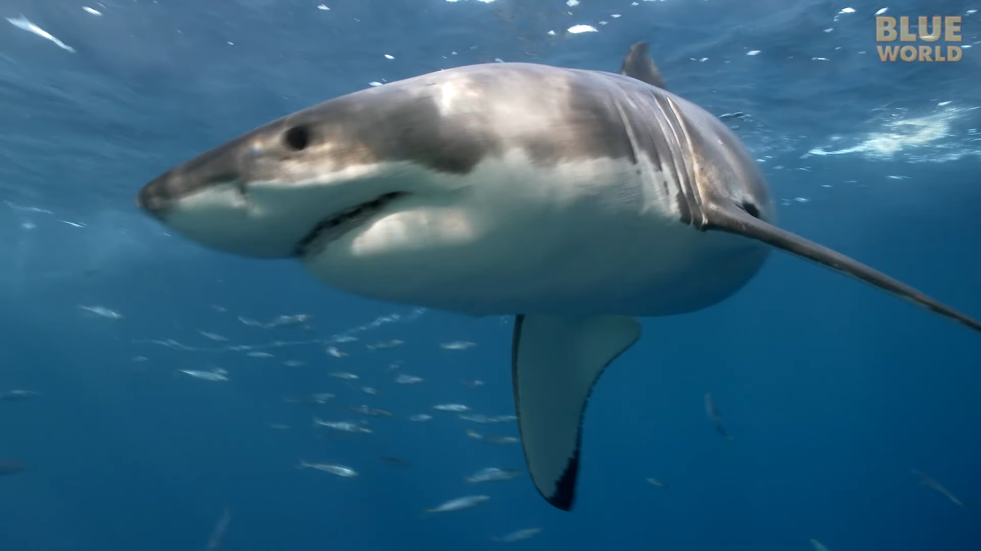 They came face-to-face with a 15-foot great white - then the shark ...