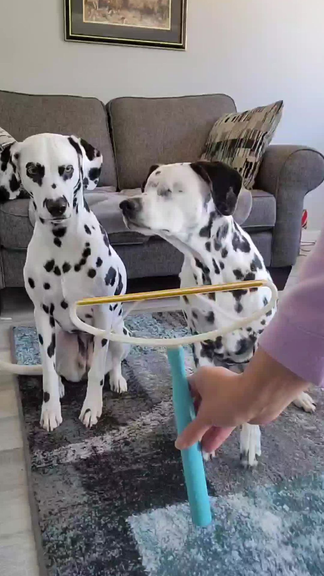 Testing UprootClean: Easy pet hair removal approved by Morla & Keeley