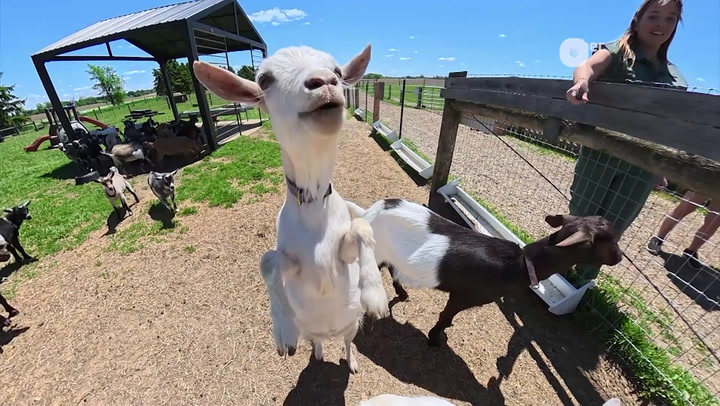 Enjoy donkey picnics and goat cuddles at this unique farm experience