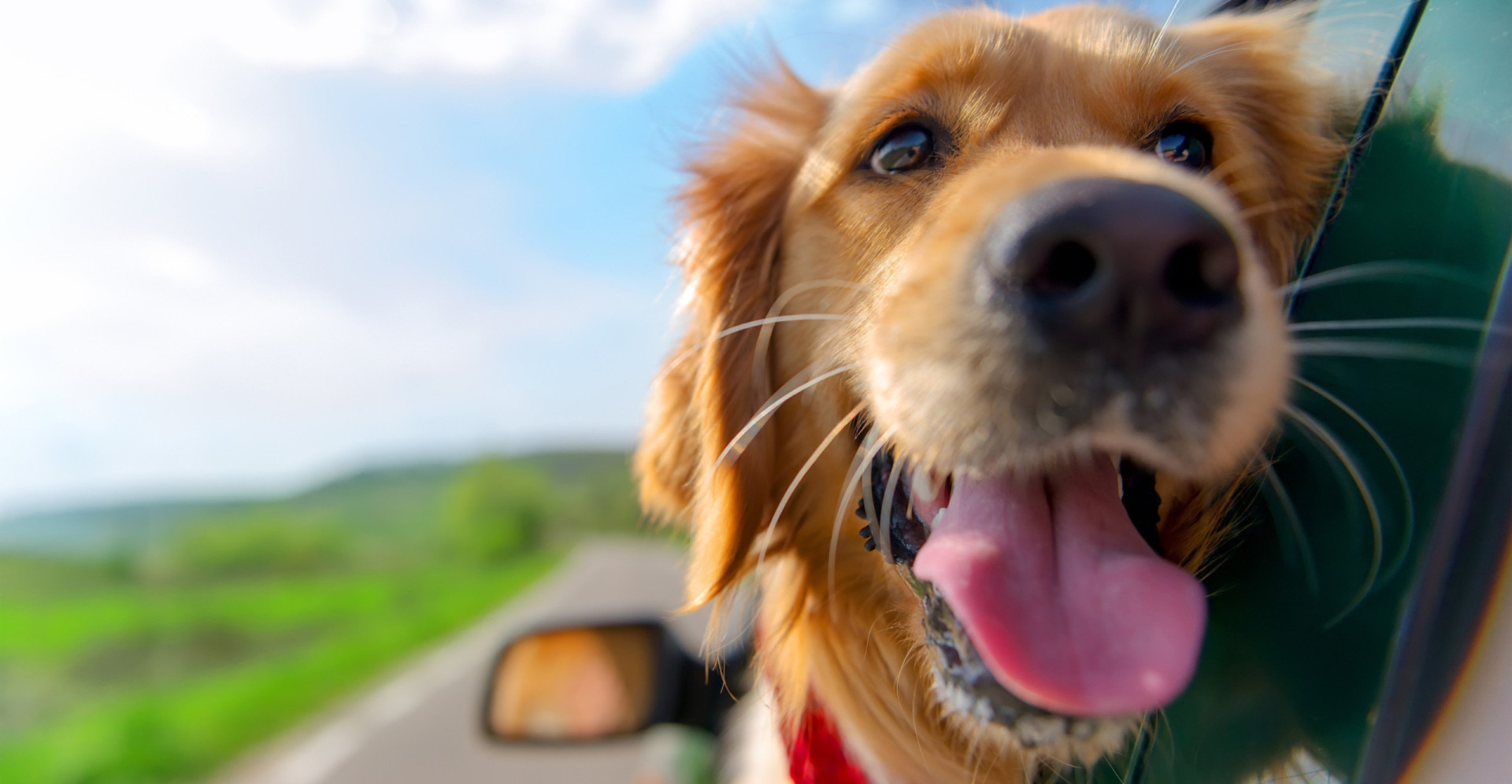 How smart is your dog? This breed intelligence ranking will tell