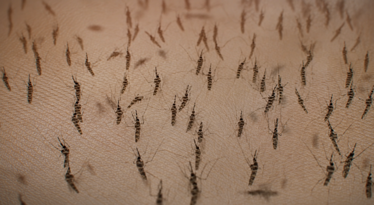 What happens if you were bitten by one million mosquitoes?