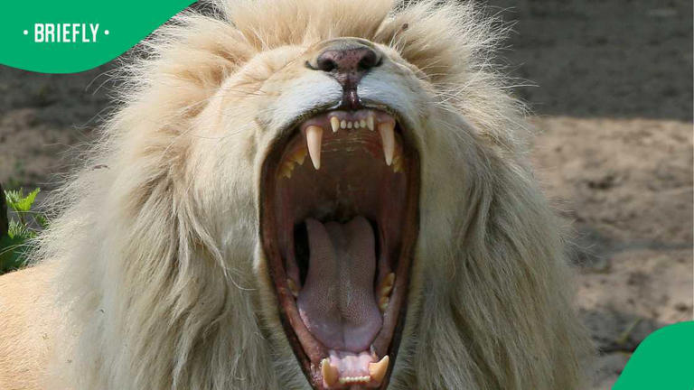 Brutus the lion dies after emotional final roar at Drakenstein Lion Park