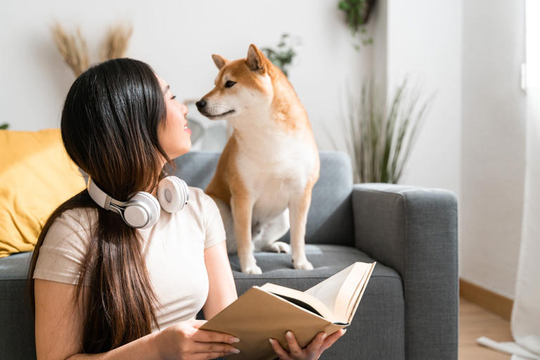 Científicos descubren qué parte de la cara observan primero los perros ...