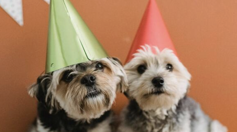 You're invited: Celebrate shelter pets with unknown birthdays at Quincy ...