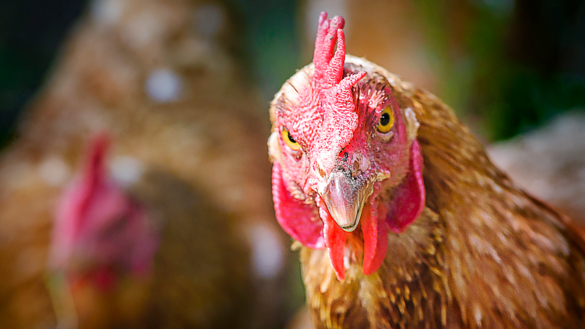 Chicken factory farm opposed over foul smell fears