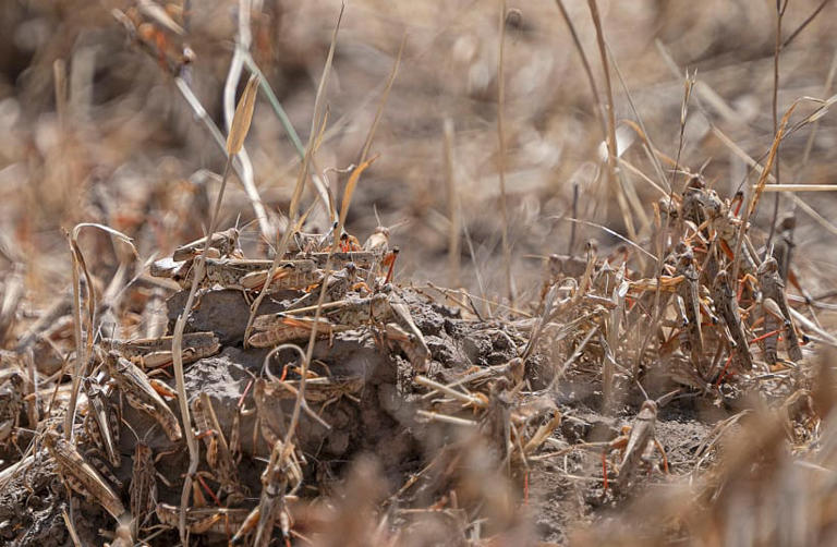 Moroccan locust swarms sweep eastern Iran, threatening crops and farms
