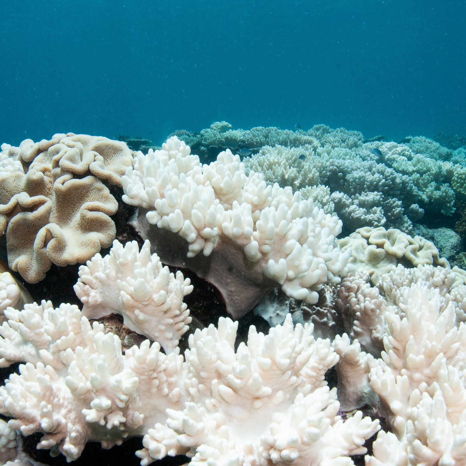 El Niño could bring more widespread coral bleaching, NOAA warns