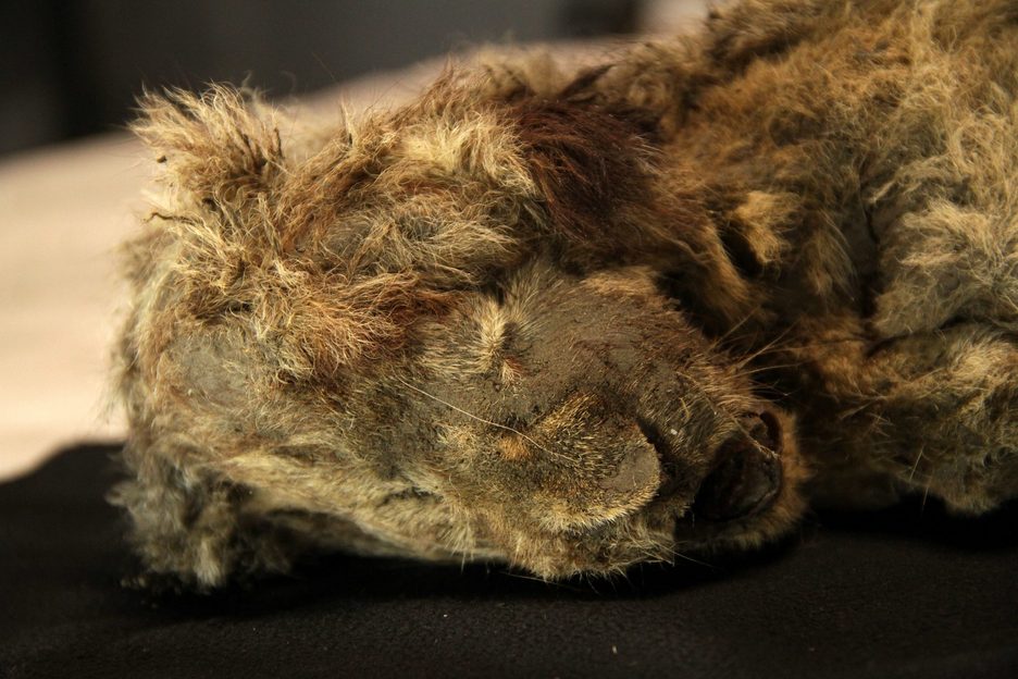 This cave lion was unearthed from Siberian permafrost. Scientists ...
