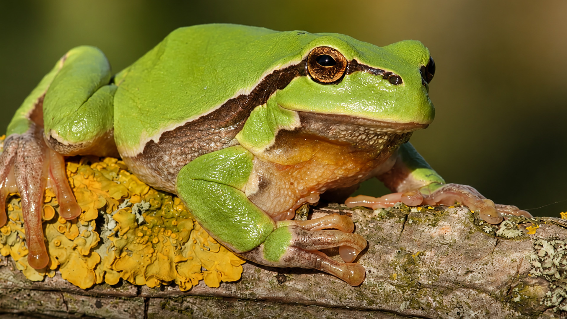 Un pequeño anfibio se roba el protagonismo en una cámara de fototrampeo