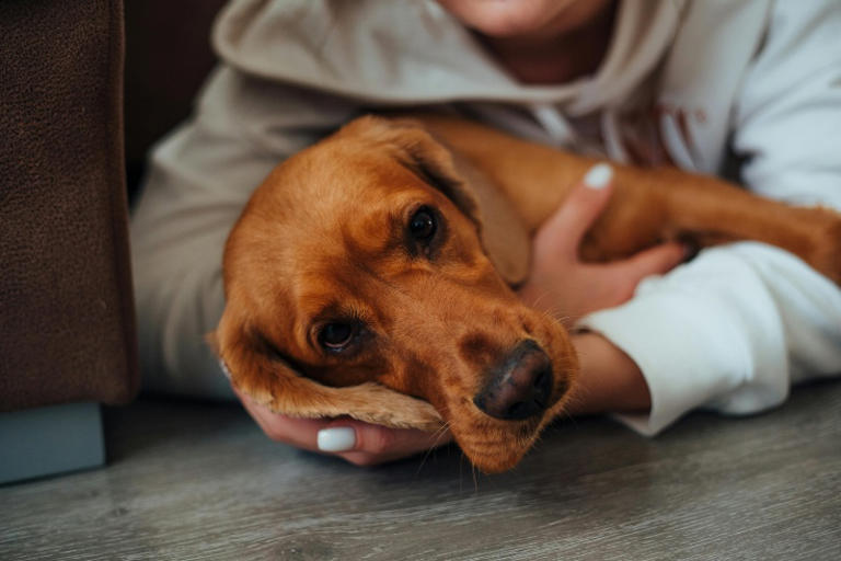 What it means when your dog rests their head on you