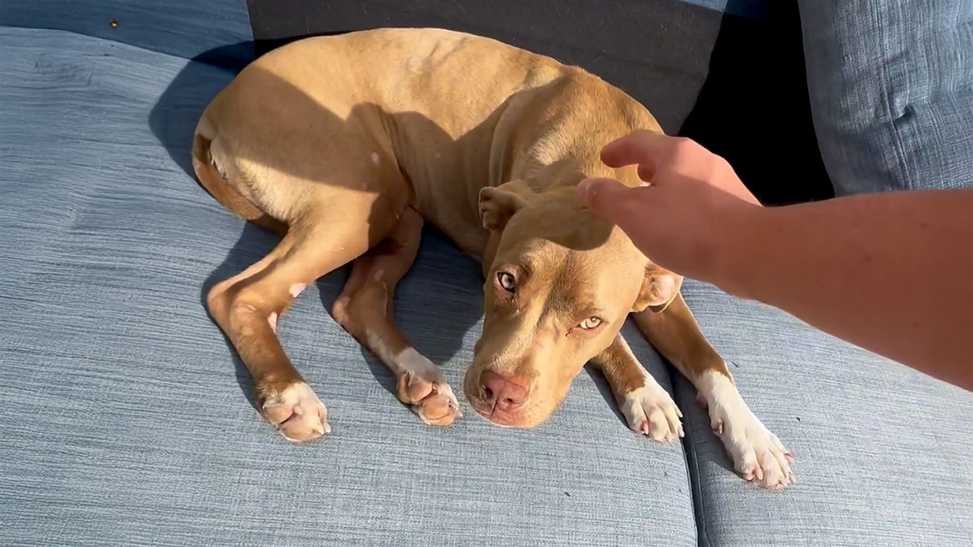 Injured pit bull is so grateful this guy found her
