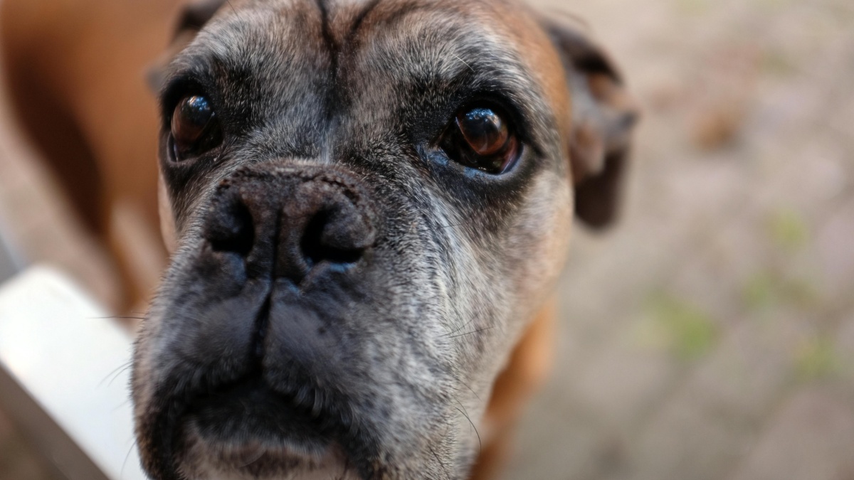 Vets explain why dogs check on their owners constantly