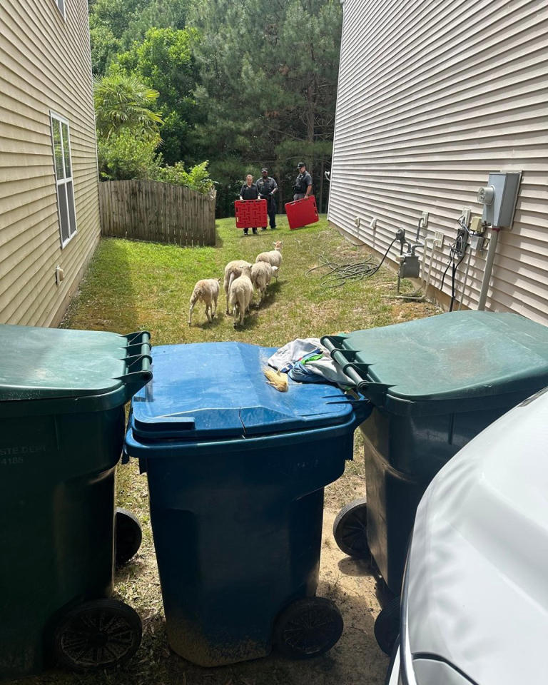 Look: Six loose sheep wander through North Carolina neighborhood