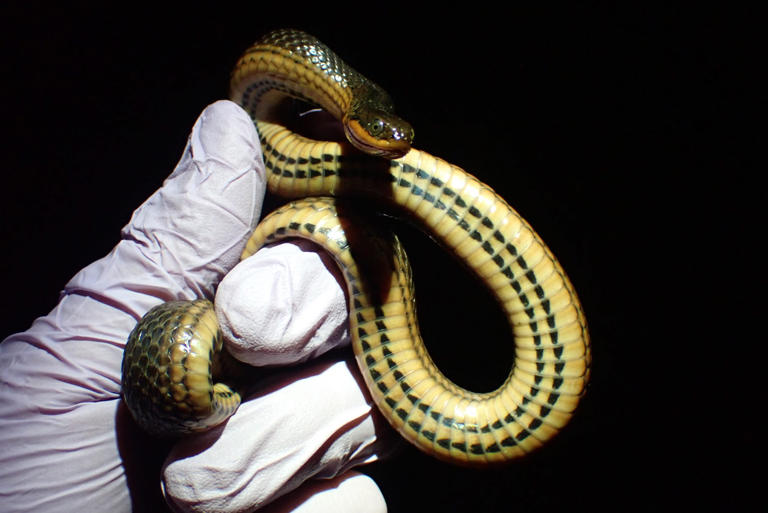 Slithering toward extinction: Deadly diseases could wipe out ...