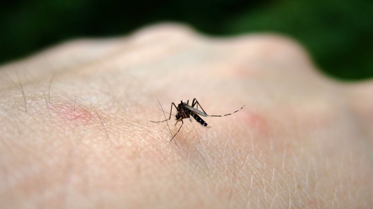 West Nile virus detected in Ottawa County mosquito