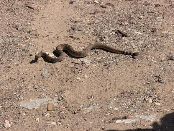 Rattlesnake sightings prompt safety alert in Sunland Park