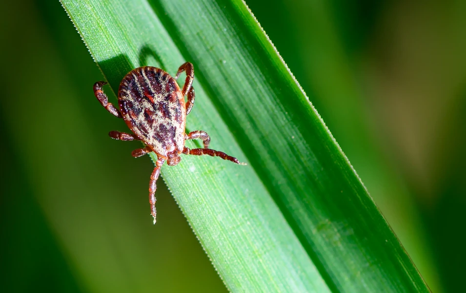 North Carolina sees surge in tick-linked red meat allergies