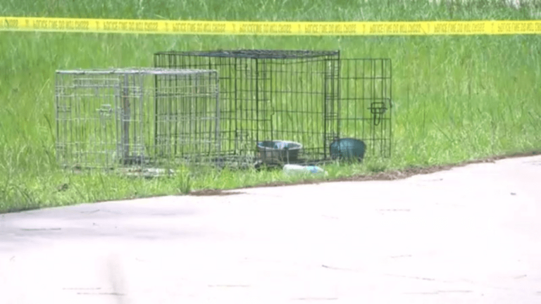 'Heartbreaking': Level Plains neighbors react after dozens of animals ...