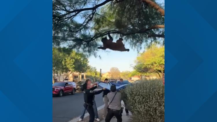 Tranquilized bear falls from tree outside Arizona home