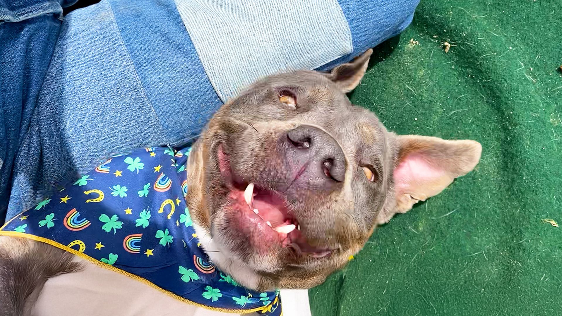 Woman realizes she's been wrong about pit bulls her whole life