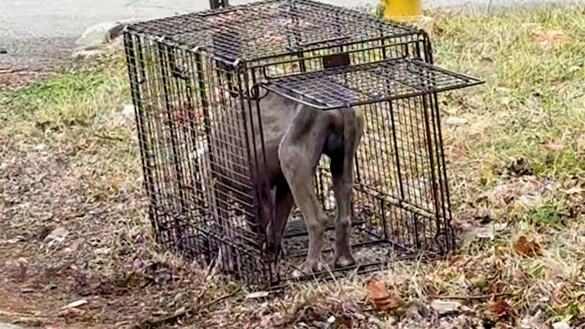 Limping stray pittie finally gives in and lets himself be rescued