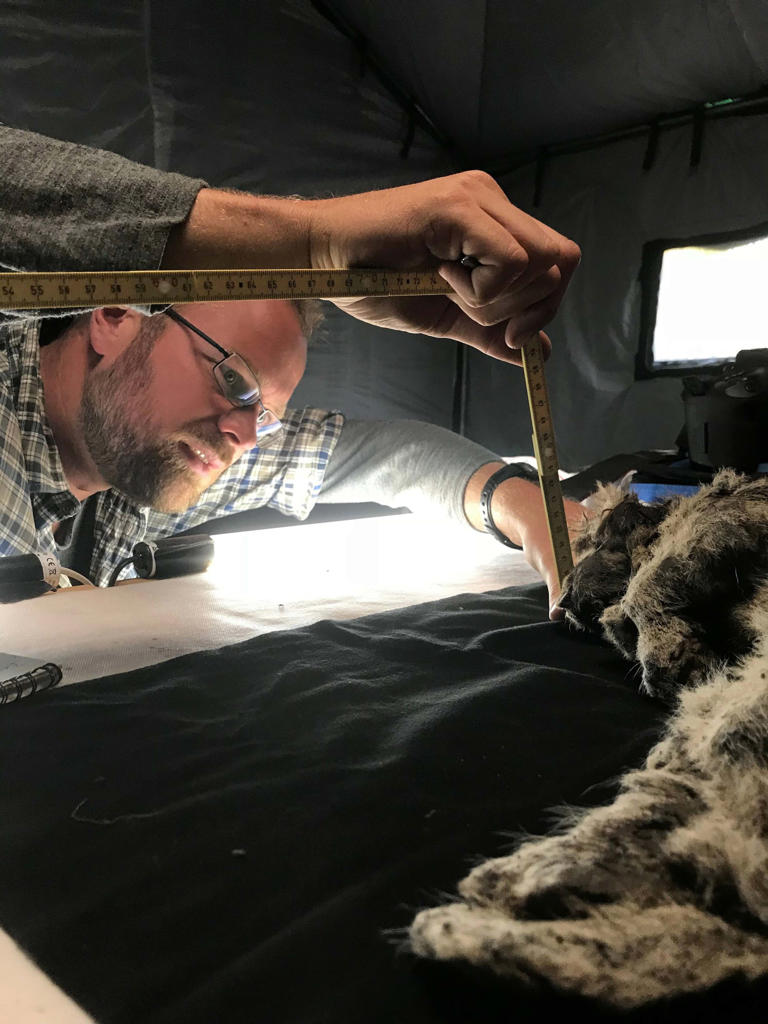 This cave lion was unearthed from Siberian permafrost. Scientists ...