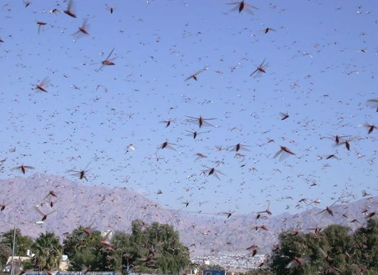 Moroccan locust swarms sweep eastern Iran, threatening crops and farms