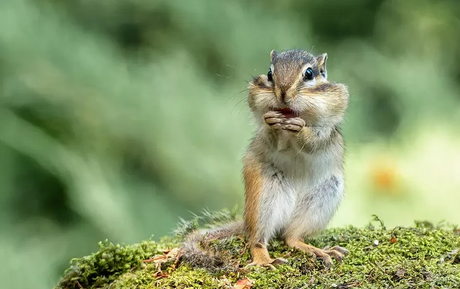 Chipmunk secrets every backyard watcher should know