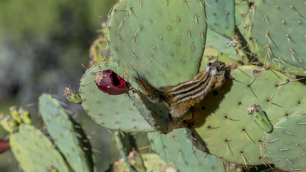 Chipmunk secrets every backyard watcher should know