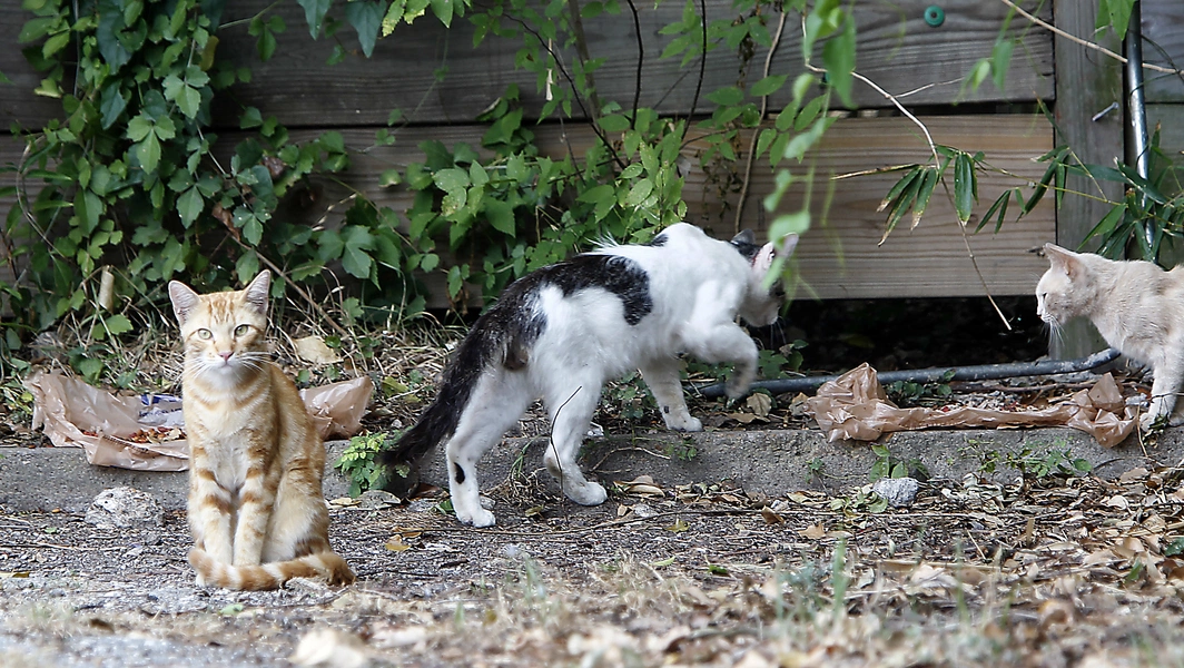 Decode your cat’s secret language for deeper bonds