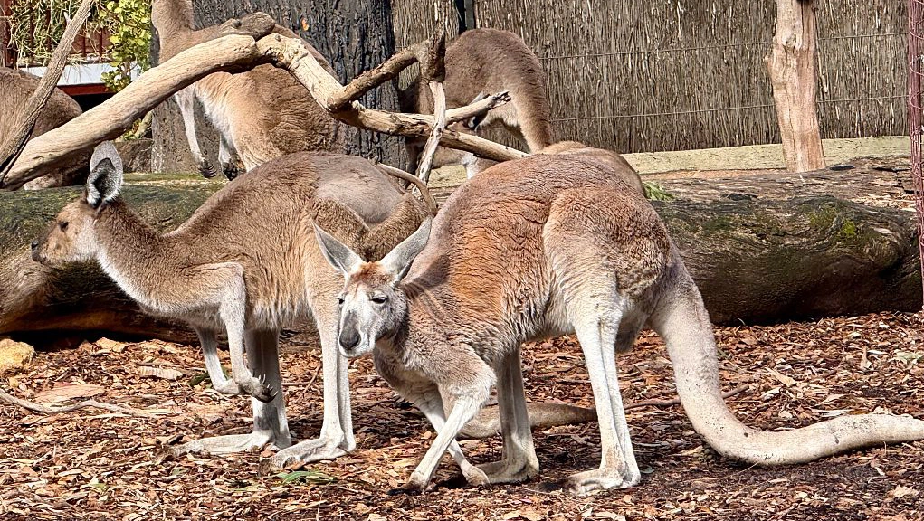 Meet Australia’s four famous kangaroo cousins