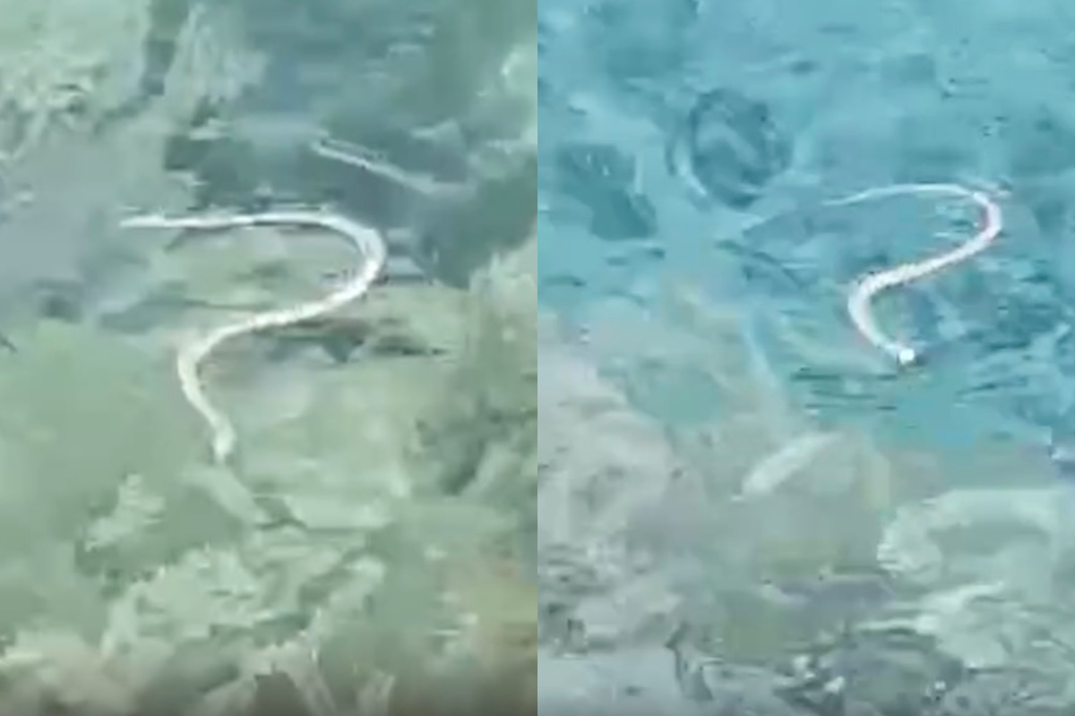 Cobra-ferradura: serpente invasora atravessa ilhas a nado e coloca ...