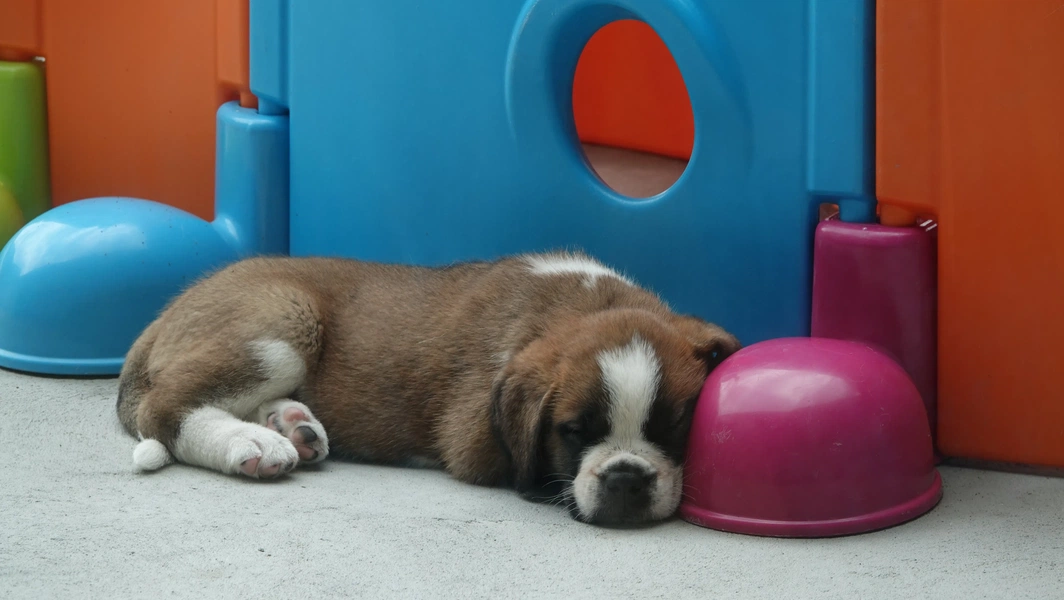 12 dog breeds that struggle in small living spaces