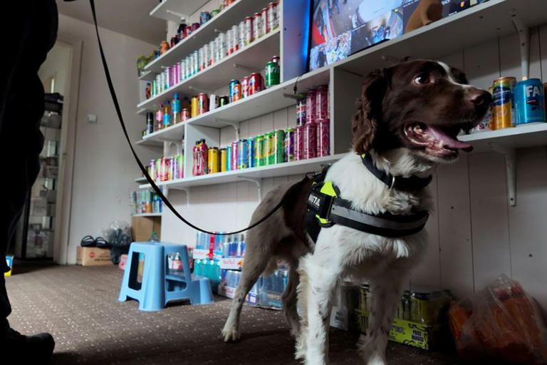 Dora and Fred sniff out dodgy 'lollies' as huge illegal haul seized ...