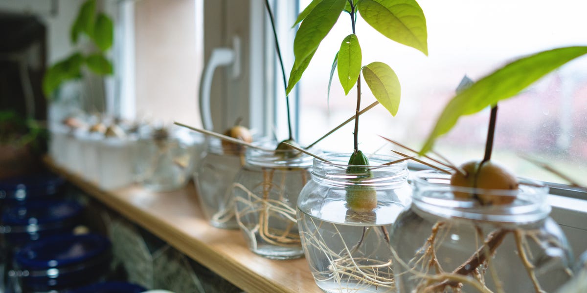 How to grow an avocado plant from seed and keep it thriving all year long